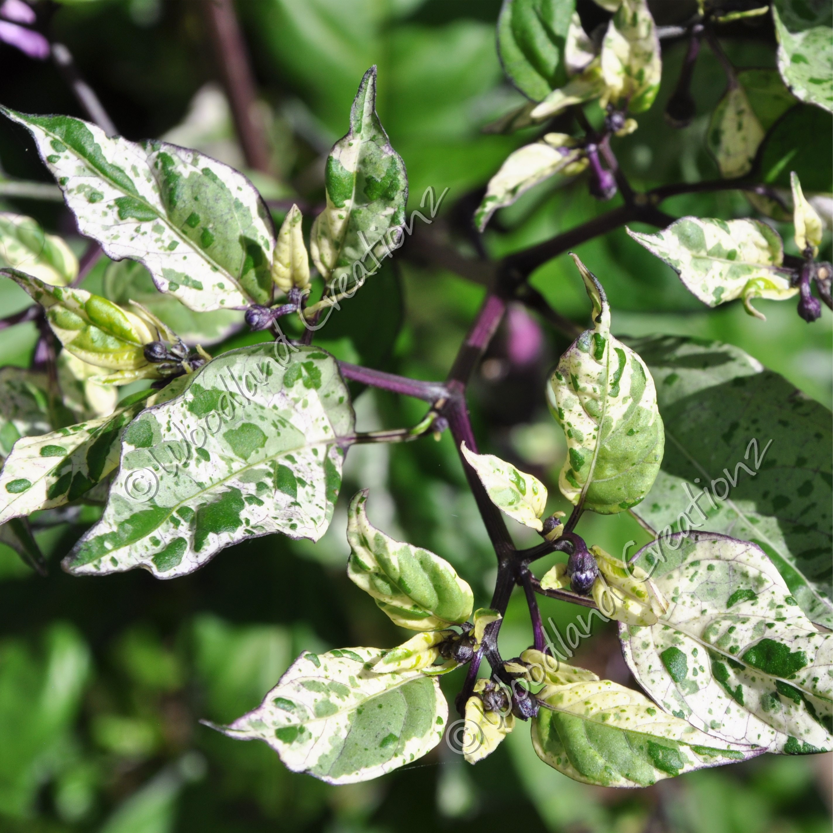 Purple And Green Variegated Leaves