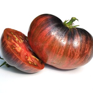 Marsha's Starfighter Beefsteak Tomato Seeds: Rare Striped Heirloom - Etsy