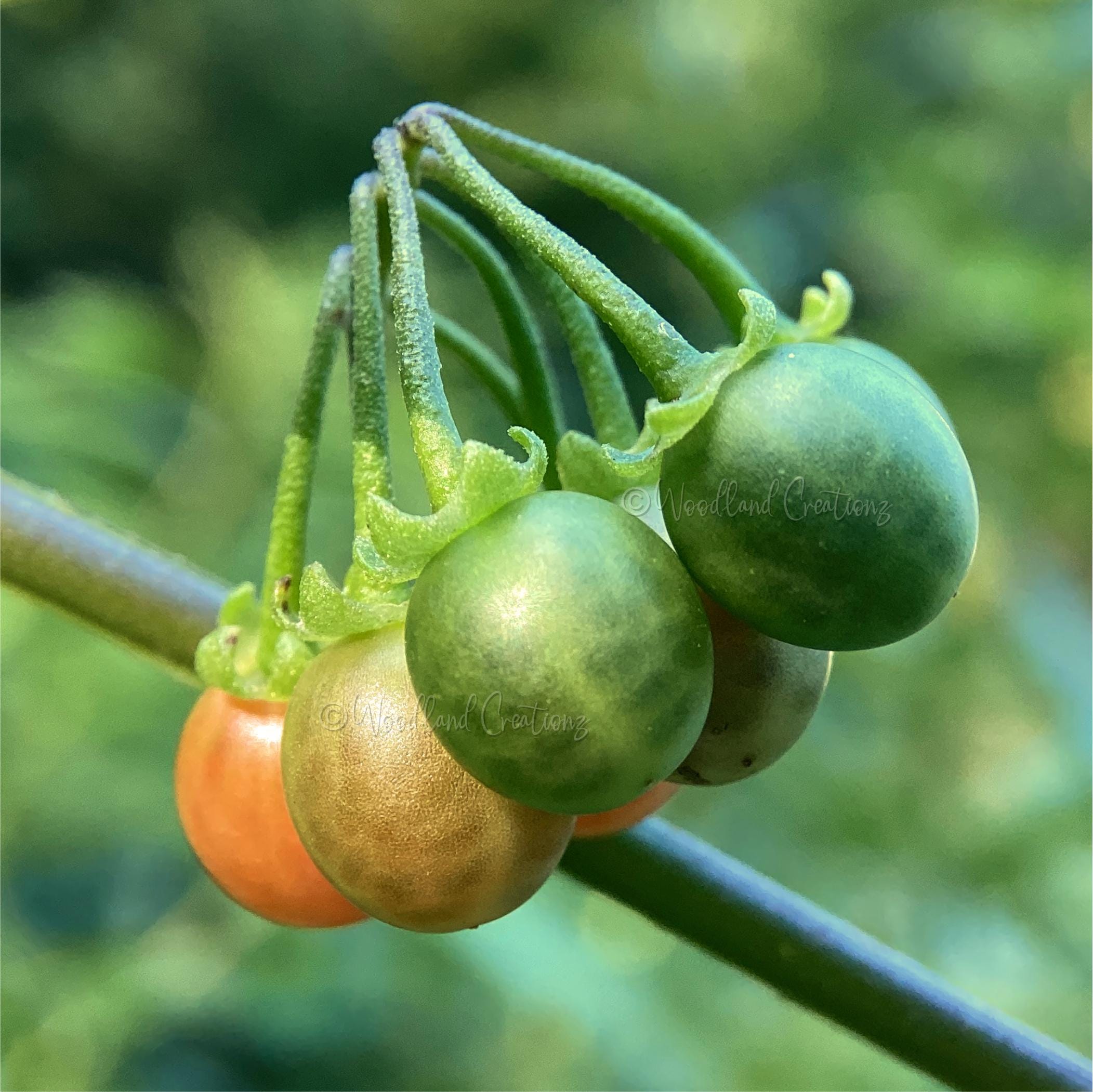Red Berry Nightshade - Rare Fruit Seeds - Solanum Villosum Ssp. Alatum ...