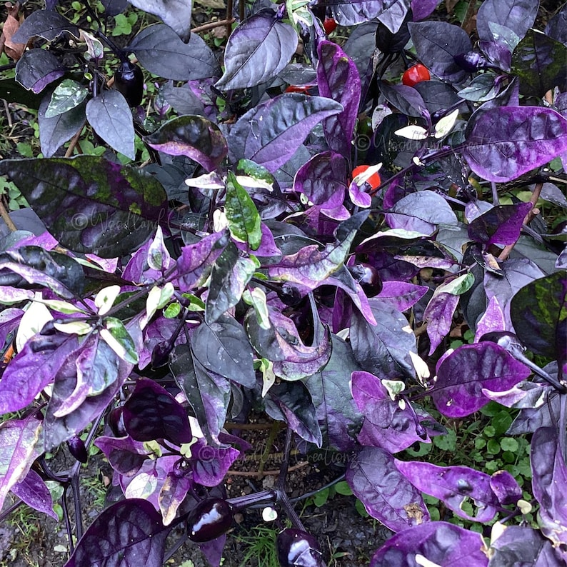 Cuban Candy Fish Pepper Seeds - Variegated Hot Chili - Etsy