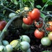 Whipper Snapper Tomato Seeds: Hanging Basket Tomato - Etsy