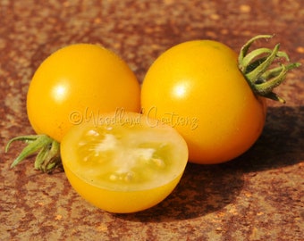 Micro Tom Gold Tomato Seeds World's Smallest Tomato - Etsy