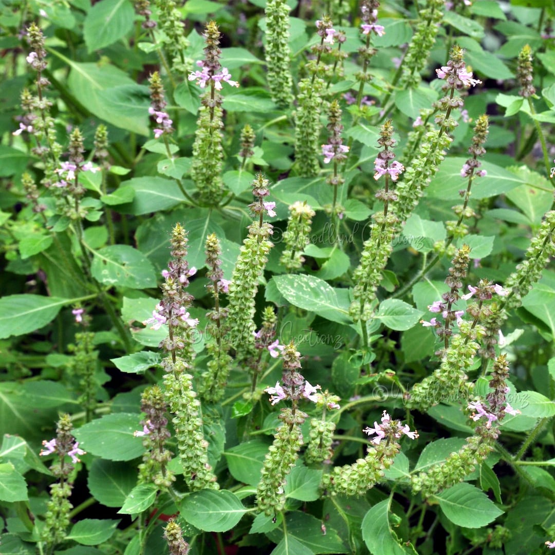 Tulsi Seeds - Holy Basil - Temperate Tulsi - Ocimum Africanum - Herbal ...