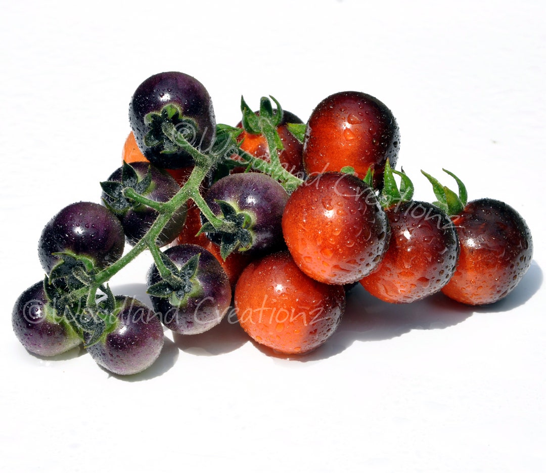 Blue Berries Cherry Tomato Seeds - Organic, Productive (20 Seeds) - Etsy