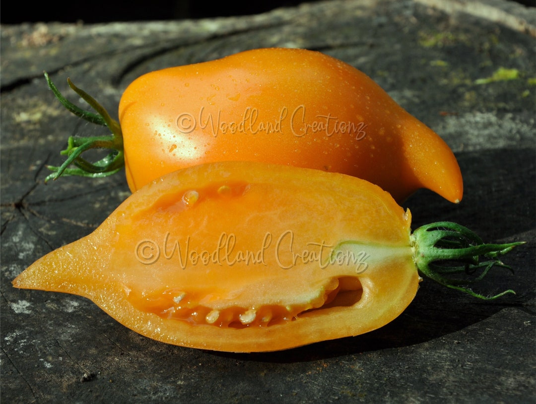 Buratino Tomato - Pinocchio Tomato - Russian Tomato - Orange Tomato - Etsy