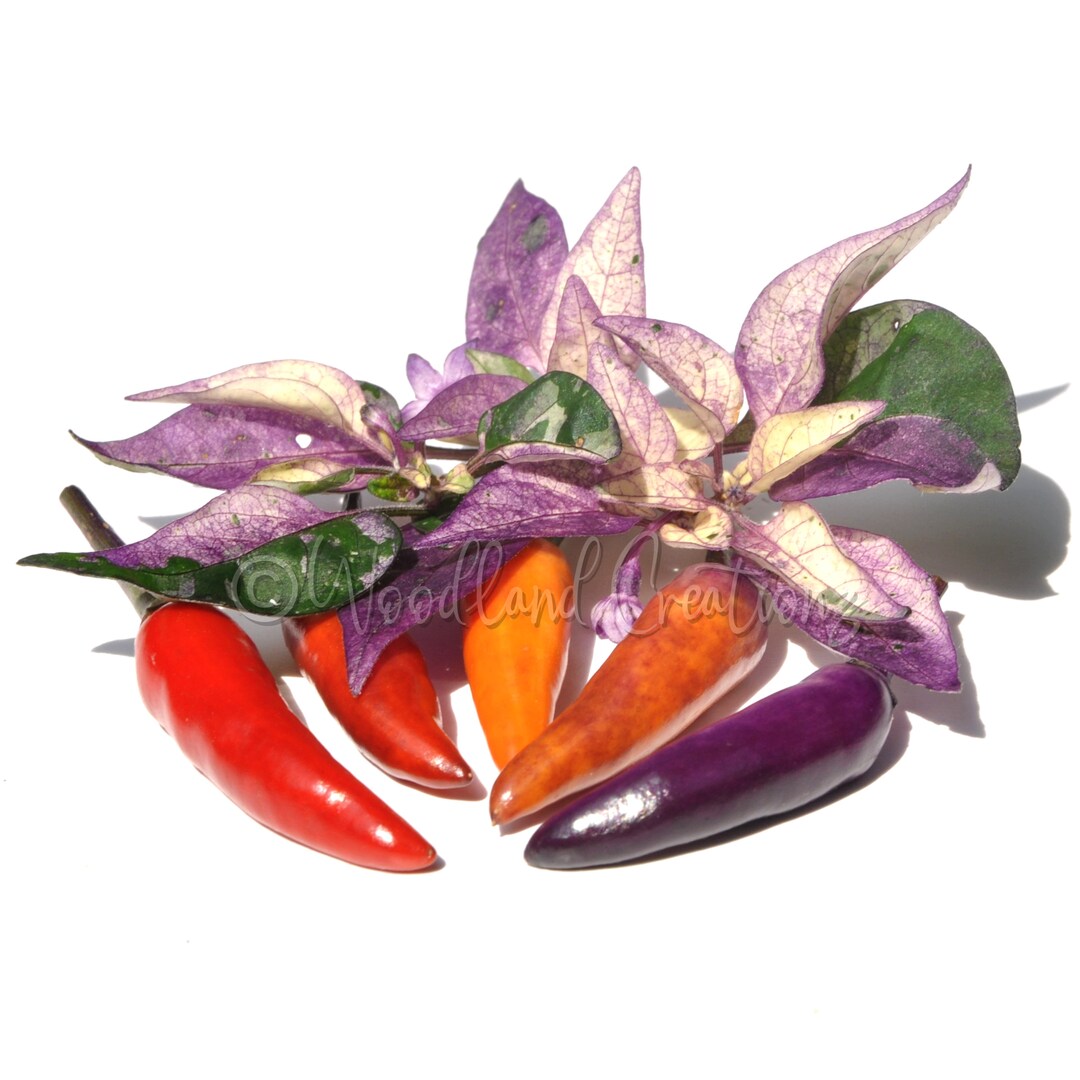 Dream Catcher Pepper Seeds Variegated Pepper Hot Pepper Seeds ...