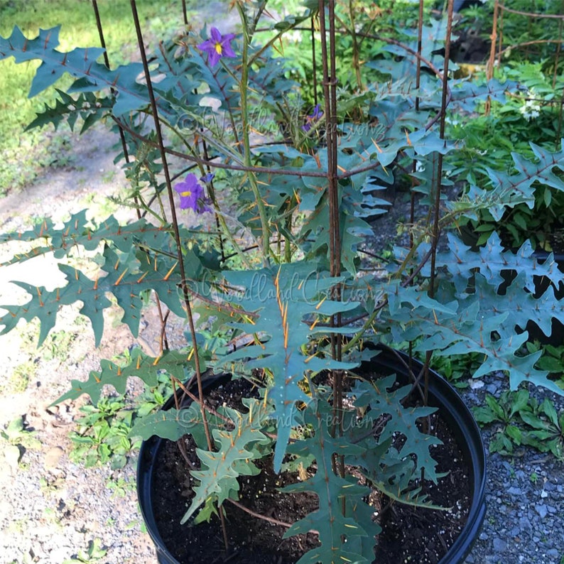 Porcupine Tomato - Rare Plant - Thorn Plant - Solanum Pyracanthos - Etsy