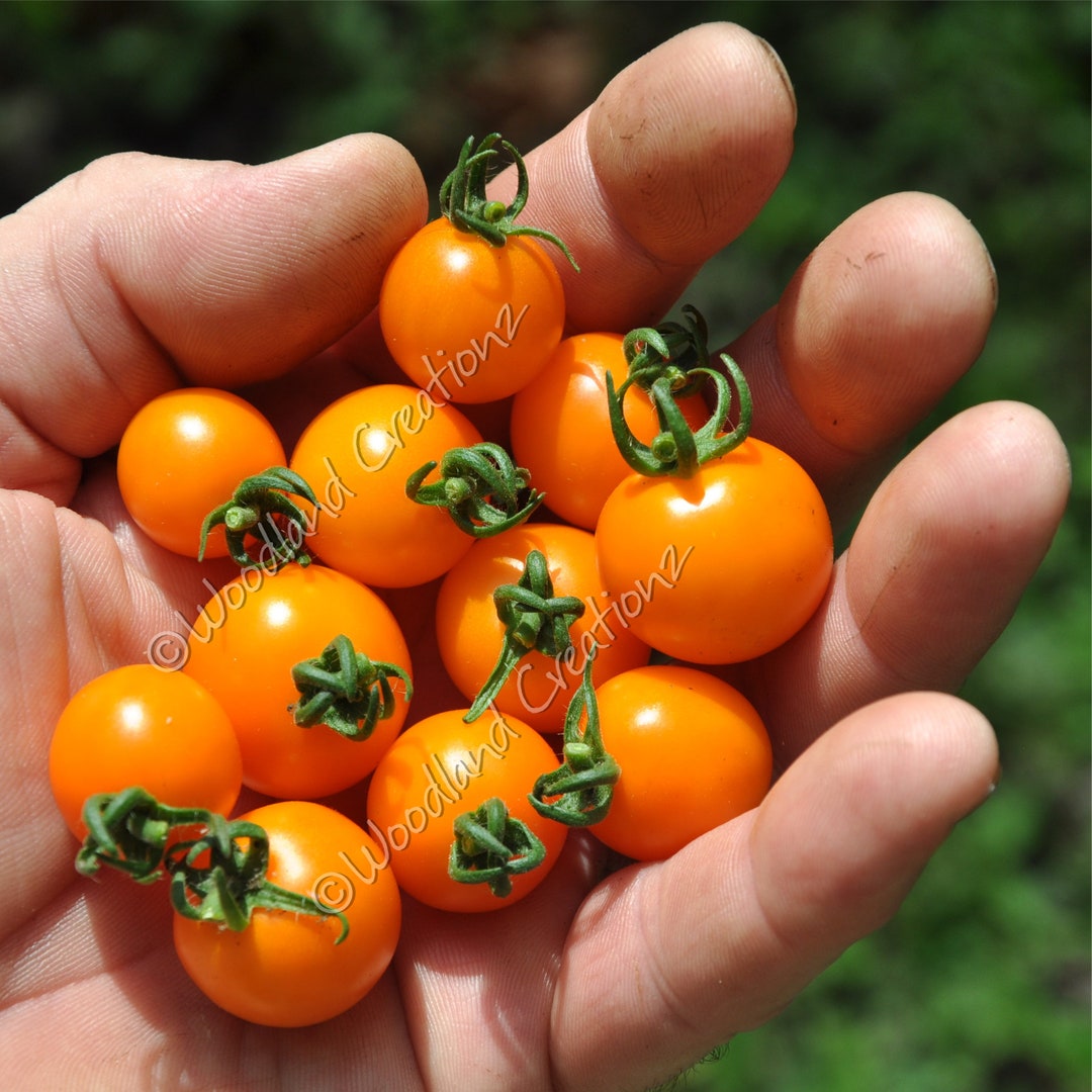 Orange Dream Tomato Seeds - Micro Dwarf Variety - Etsy