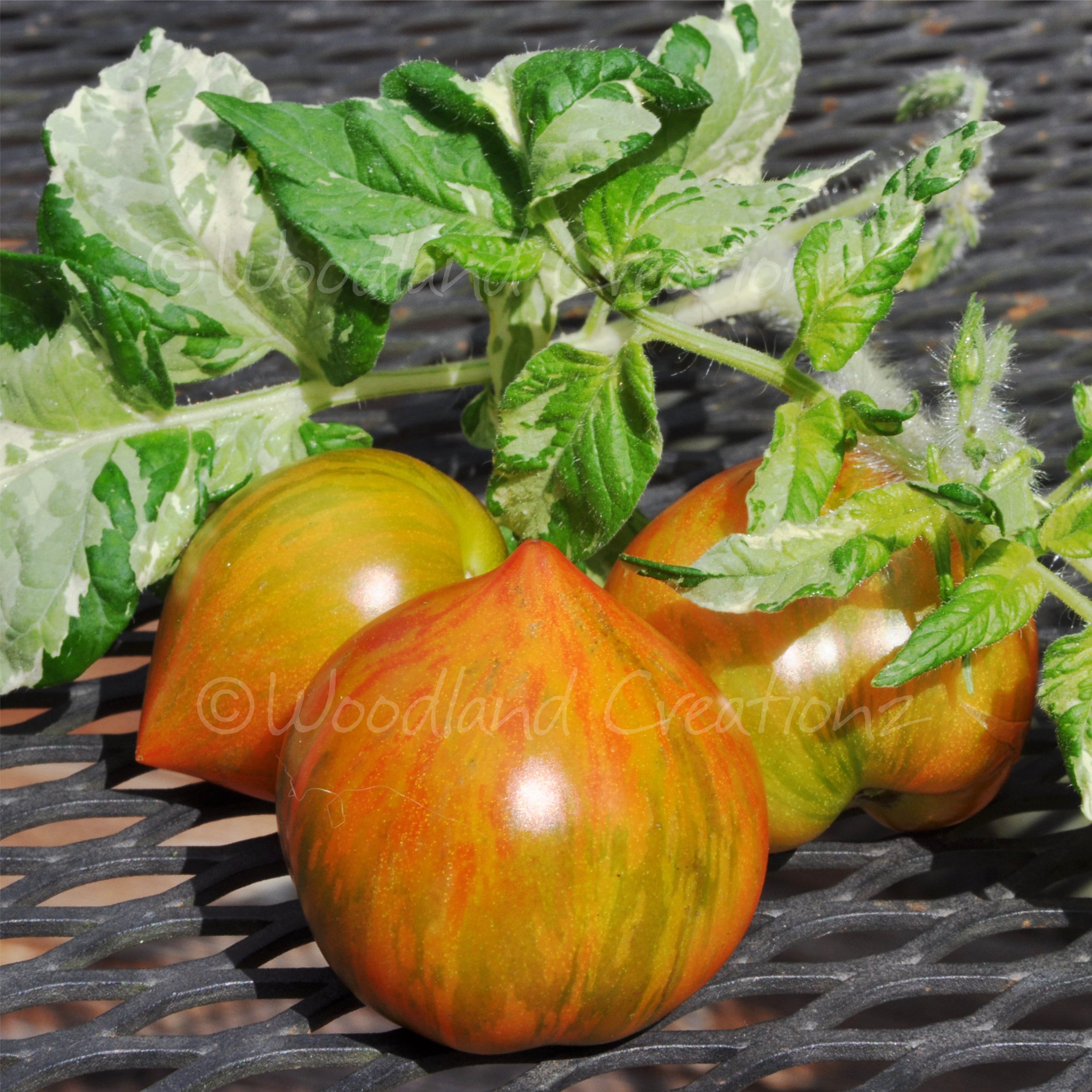 Painted Lady Tomato Seeds Variegated Tomato Seeds Heirloom - Etsy