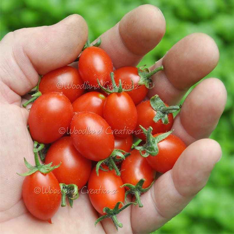 Hardin's Miniature Micro Dwarf Tomato Small Tiny | Etsy