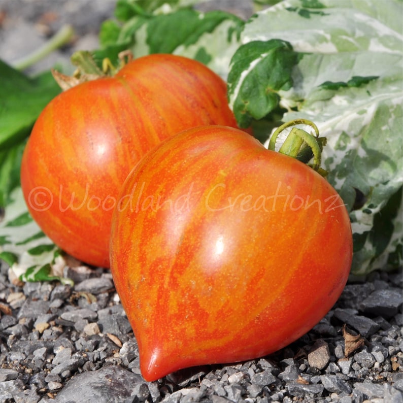 Painted Lady Tomato Seeds Variegated Tomato Seeds Heirloom - Etsy