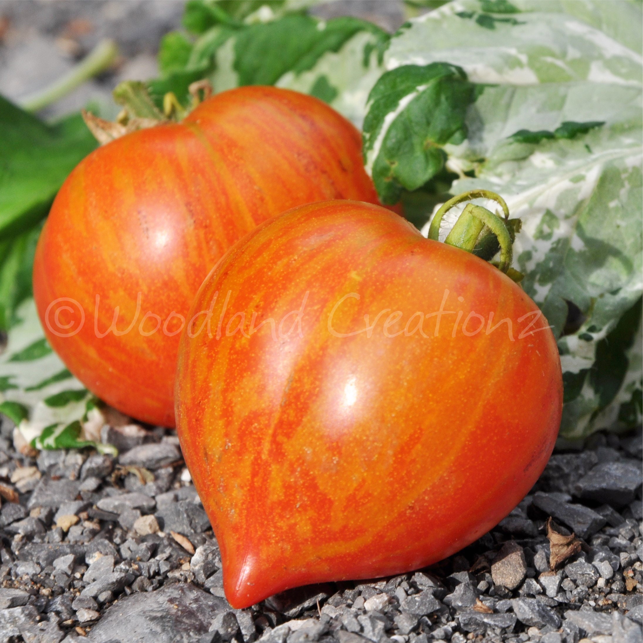 Painted Lady Tomato Seeds Variegated Tomato Seeds Heirloom - Etsy