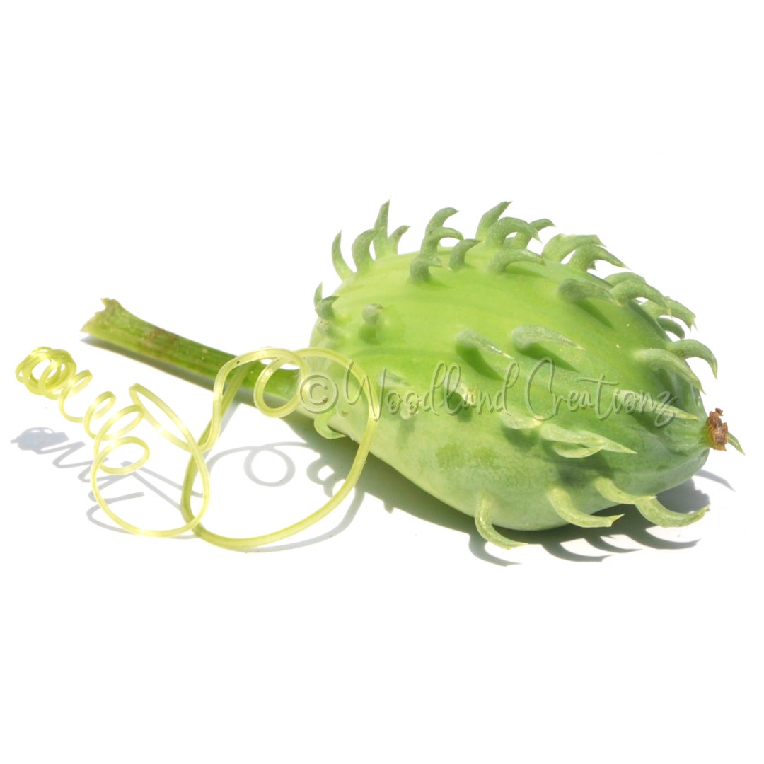 Achocha Seeds - Rare Cucumber Relative - Wild Cucumber - Cyclanthera ...