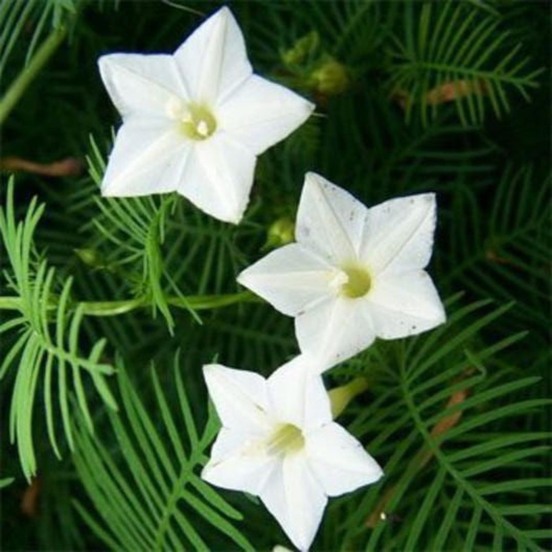 White Cardinal Climber Seeds Hummingbird Vine White Flowering Vine ...