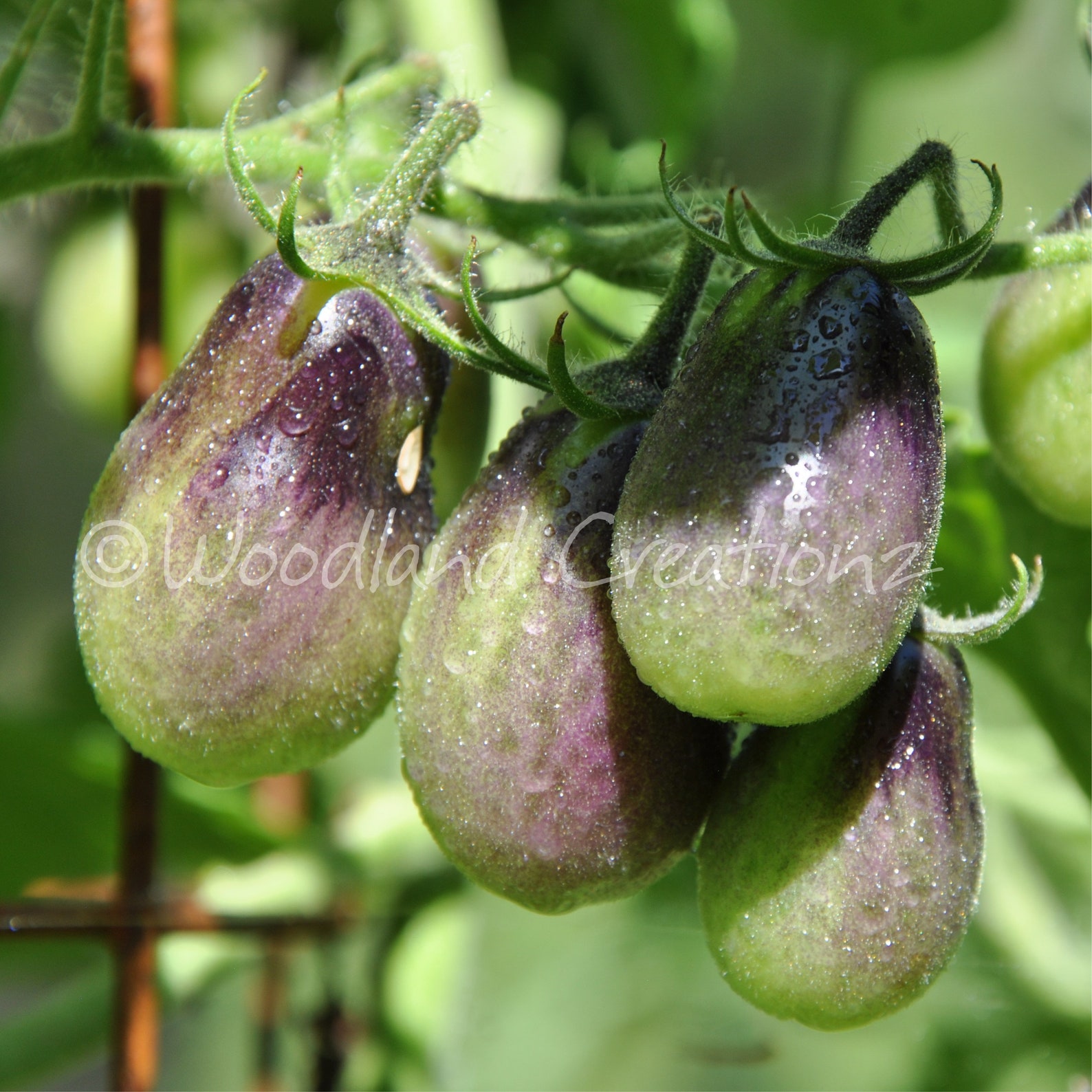 Indigo Pear Drops Tomato Seeds Yellow Pear Tomato Sweet New - Etsy