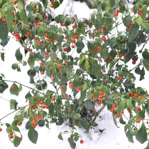 Cold Hardy Pepper Seeds - Frost Tolerant - Wild Perennial Pepper ...