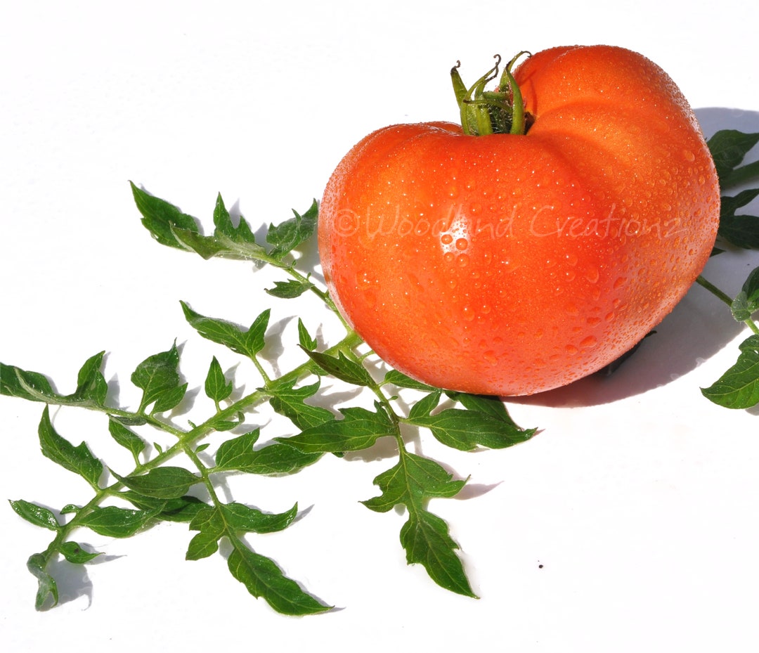 Silvery Fir Tree Tomato Seeds: Organic Heirloom Carrot Leaf Foliage - Etsy