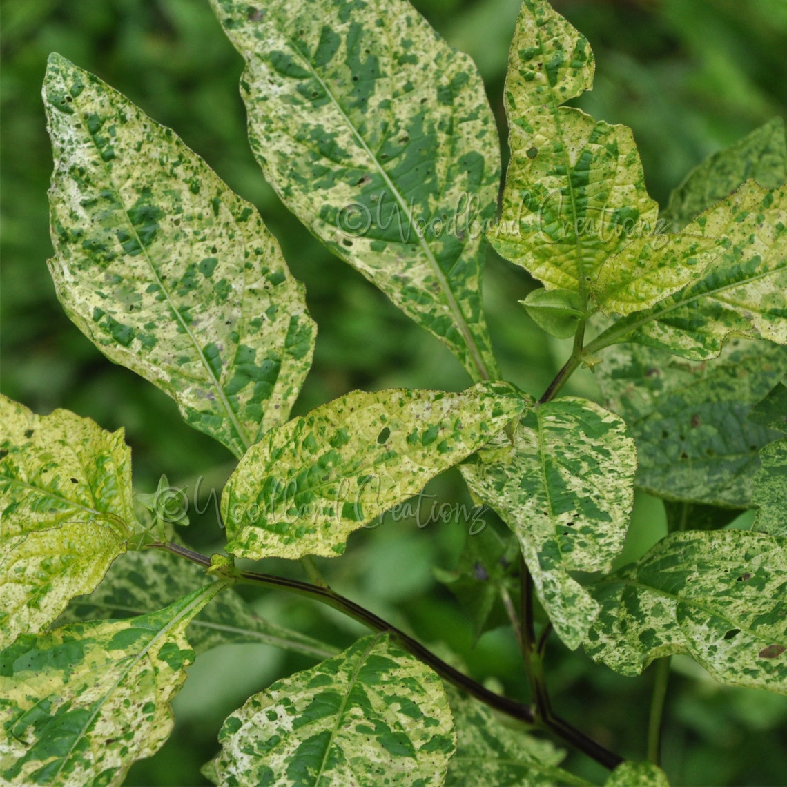 Variegated Shoo-fly - Variegated Apple of Peru - Rare Variegated Leaves ...