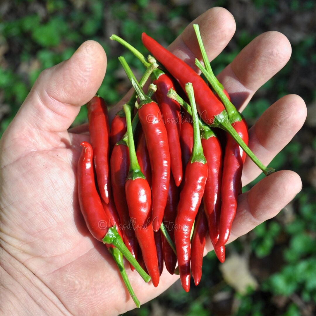 Carolina Cayenne Pepper Seeds - Hot Pepper Variety - Etsy