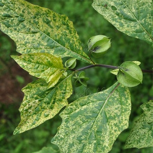 Variegated Shoo-fly - Variegated Apple of Peru - Rare Variegated Leaves ...