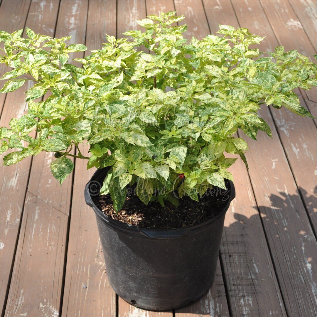 Variegated Pepper Ninfadora Pepper Rare Pepper Seeds Hot Pepper Seeds ...