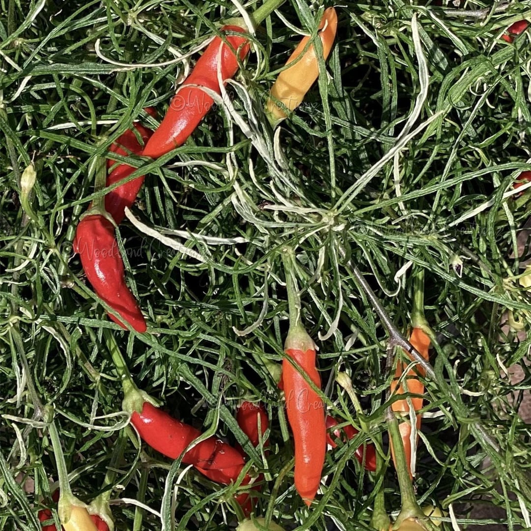 Variegated Mutant Pepper Seeds: Rare Ornamental Micro Pepper - Etsy