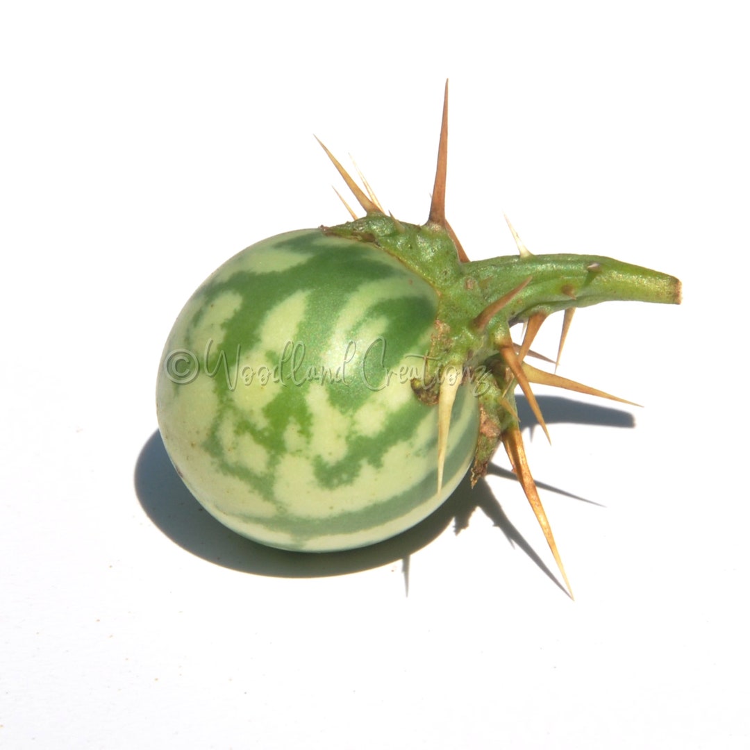 Kantakari Seeds - Medicinal Herb - Kandankathiri - Solanum Virginianum ...