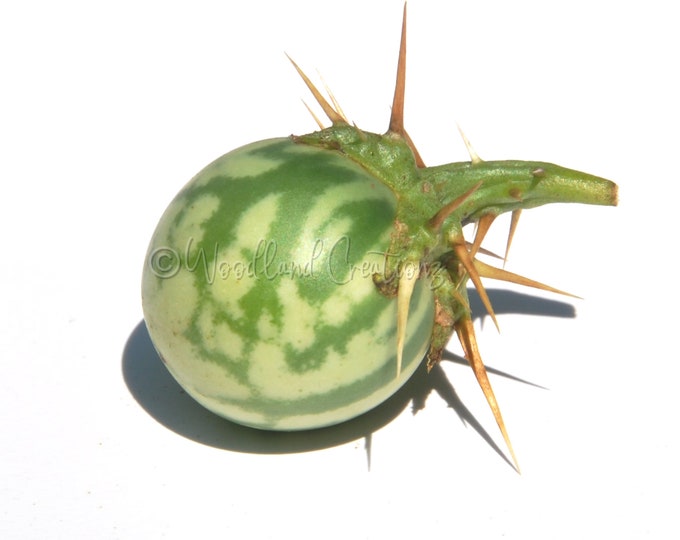 Kantakari Seeds - Medicinal Herb - Kandankathiri - Solanum Virginianum ...