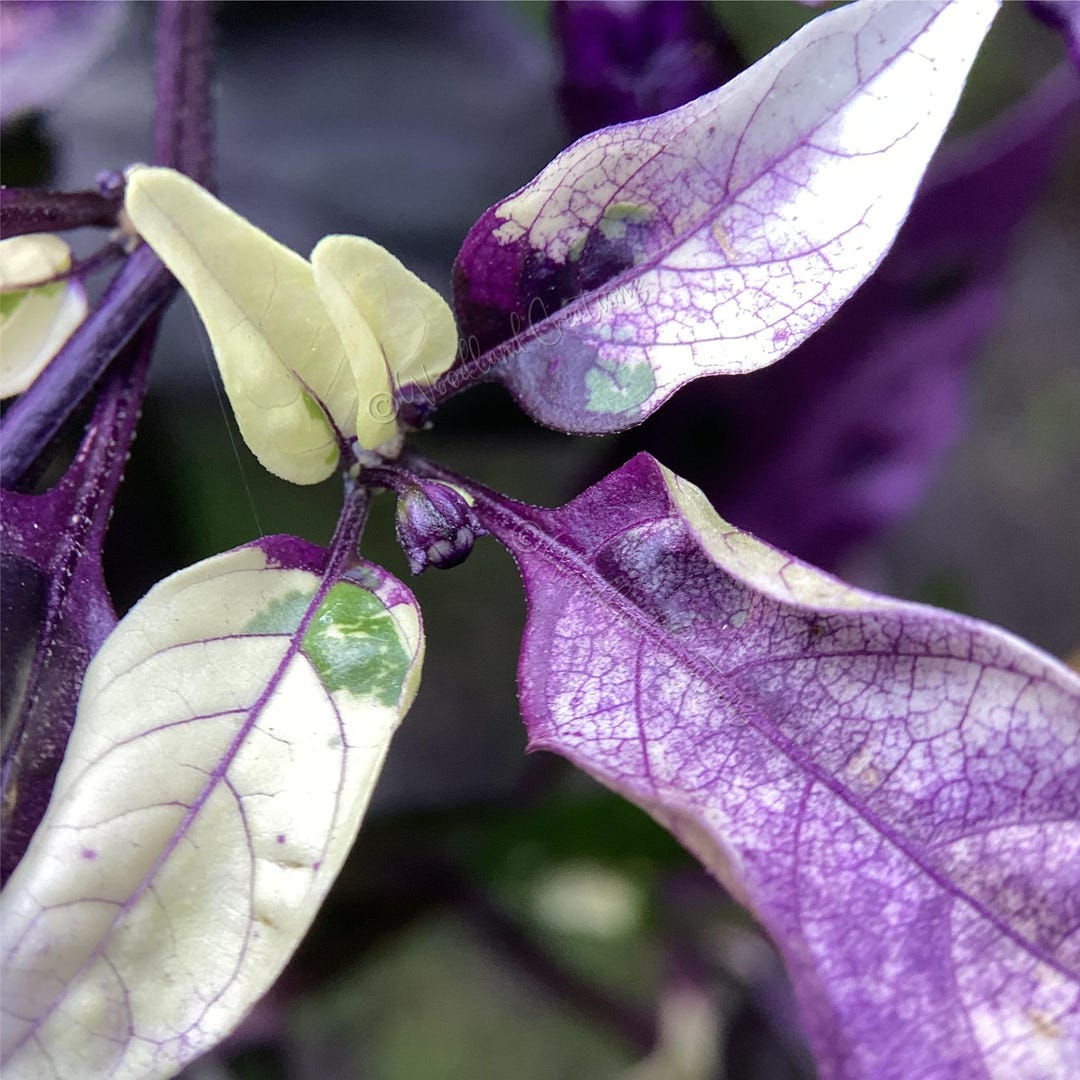 Cuban Candy Fish Pepper Seeds - Variegated Hot Chili - Etsy