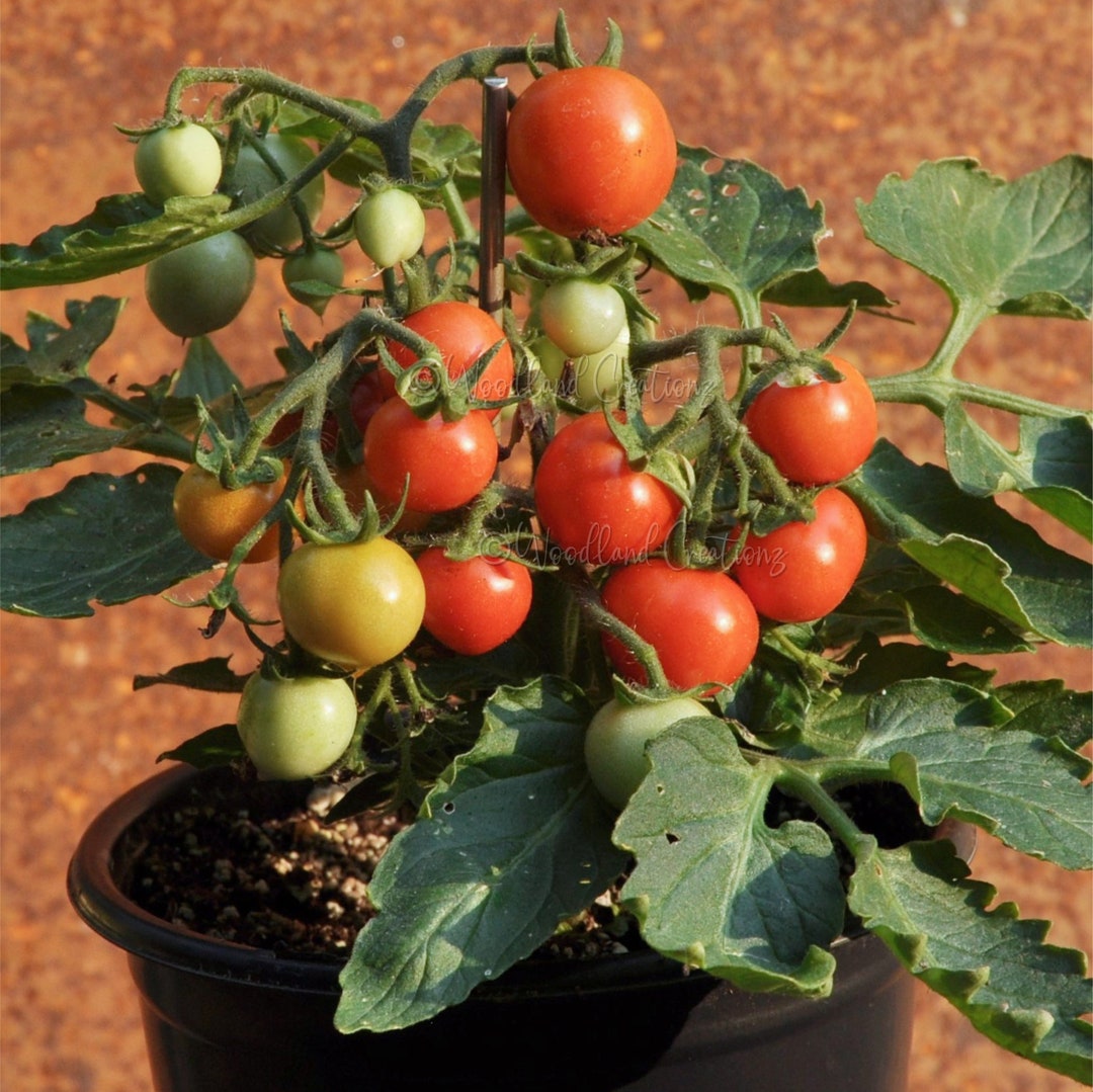 Nina Neutron Tomato - Micro Dwarf Tomato Seeds - Small Tomato Plant ...
