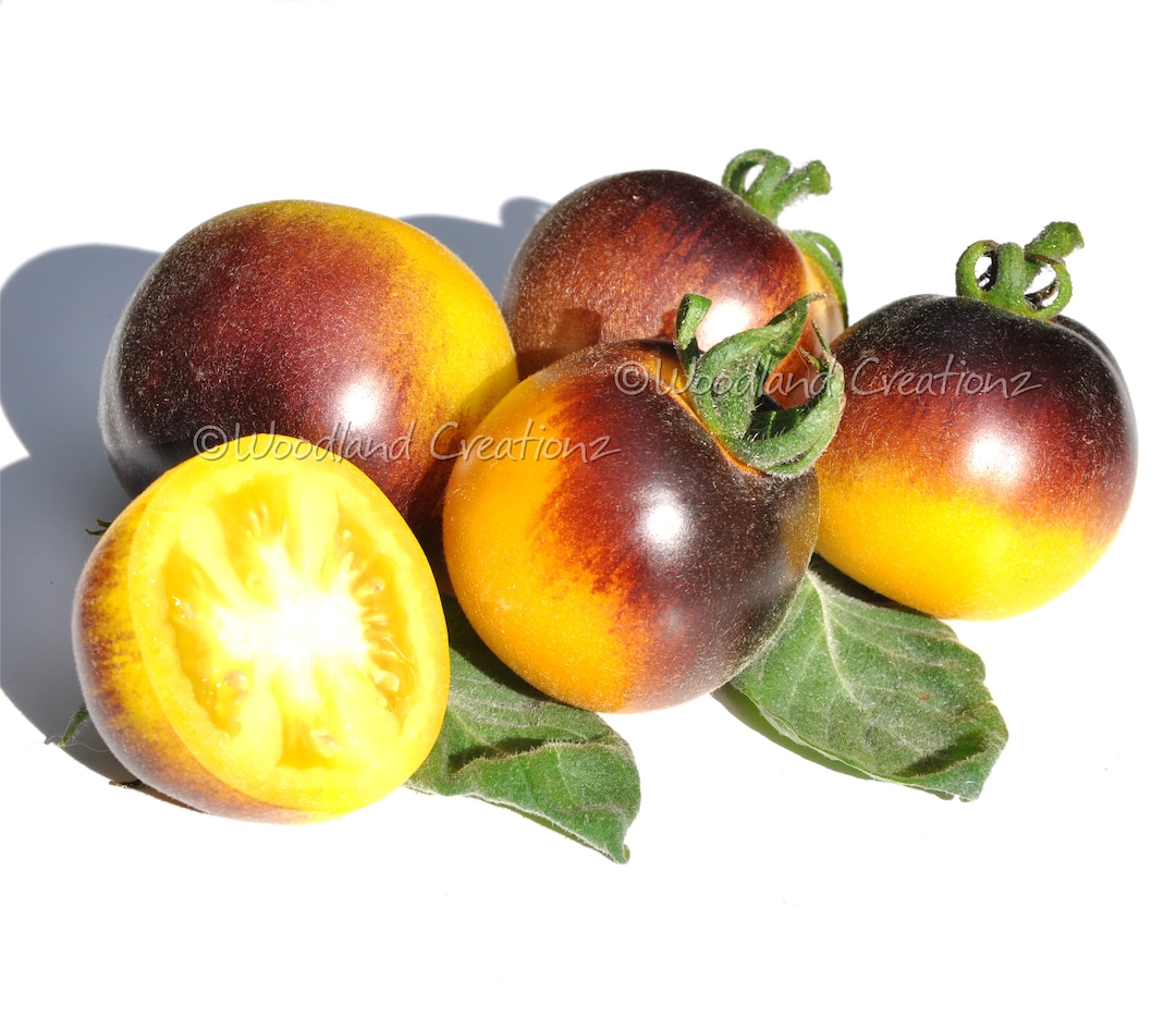 Wooly Kate Tomato Seeds - Fuzzy Leaves - Fuzzy Fruits - Etsy