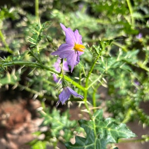 Kantakari Seeds - Medicinal Herb - Kandankathiri - Solanum Virginianum ...