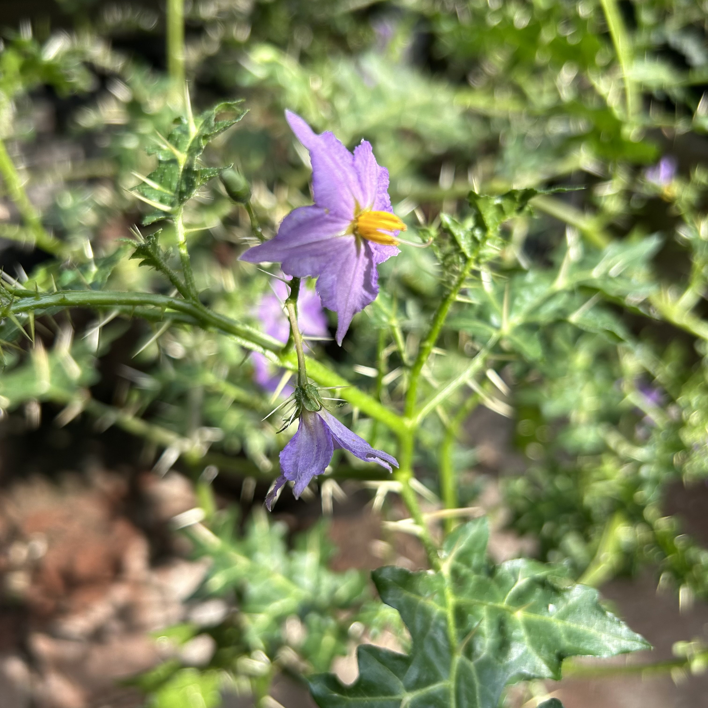 Kantakari Seeds - Medicinal Herb - Kandankathiri - Solanum Virginianum ...
