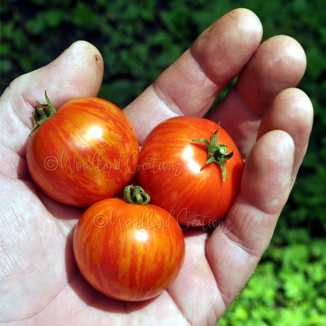 Tiny Tiger Tomato Seeds: Micro Dwarf, Sweet Red Stripe - Etsy