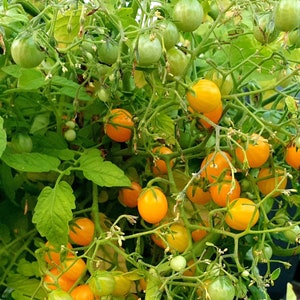 Microberry Tomato Seeds: Dwarf Yellow Cherry, Multiflora (20 Seeds) - Etsy