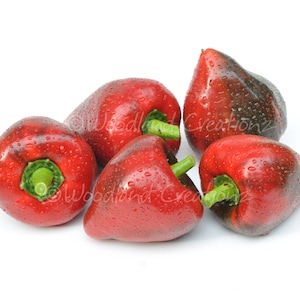 Lesya Pepper - Sweet Pepper Seeds - Rare Pepper Seeds - Sweet Red Pepper - Heirloom Pepper - Etsy