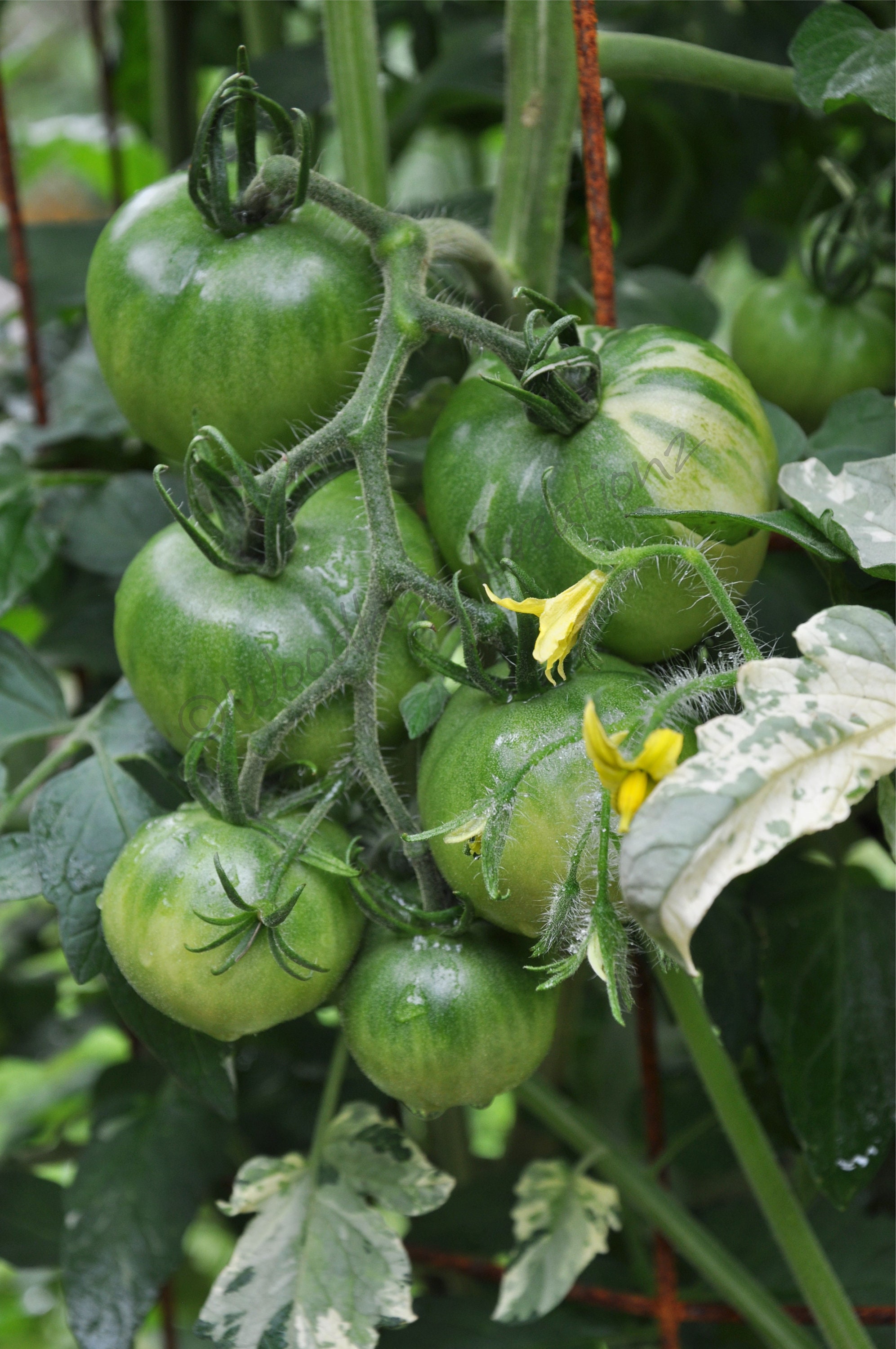 Splash of Cream Variegated Tomato Seeds Variegated Plant - Etsy