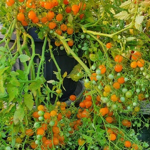 Microberry Tomato Seeds: Dwarf Yellow Cherry, Multiflora (20 Seeds) - Etsy