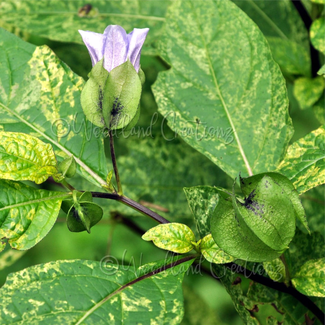 Variegated Shoo-fly - Variegated Apple of Peru - Rare Variegated Leaves ...