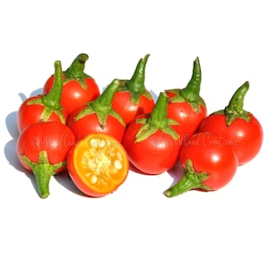 Cannibal Tomato - Poroporo - Solanum Uporo - Solanum Viride - Boro Dina ...