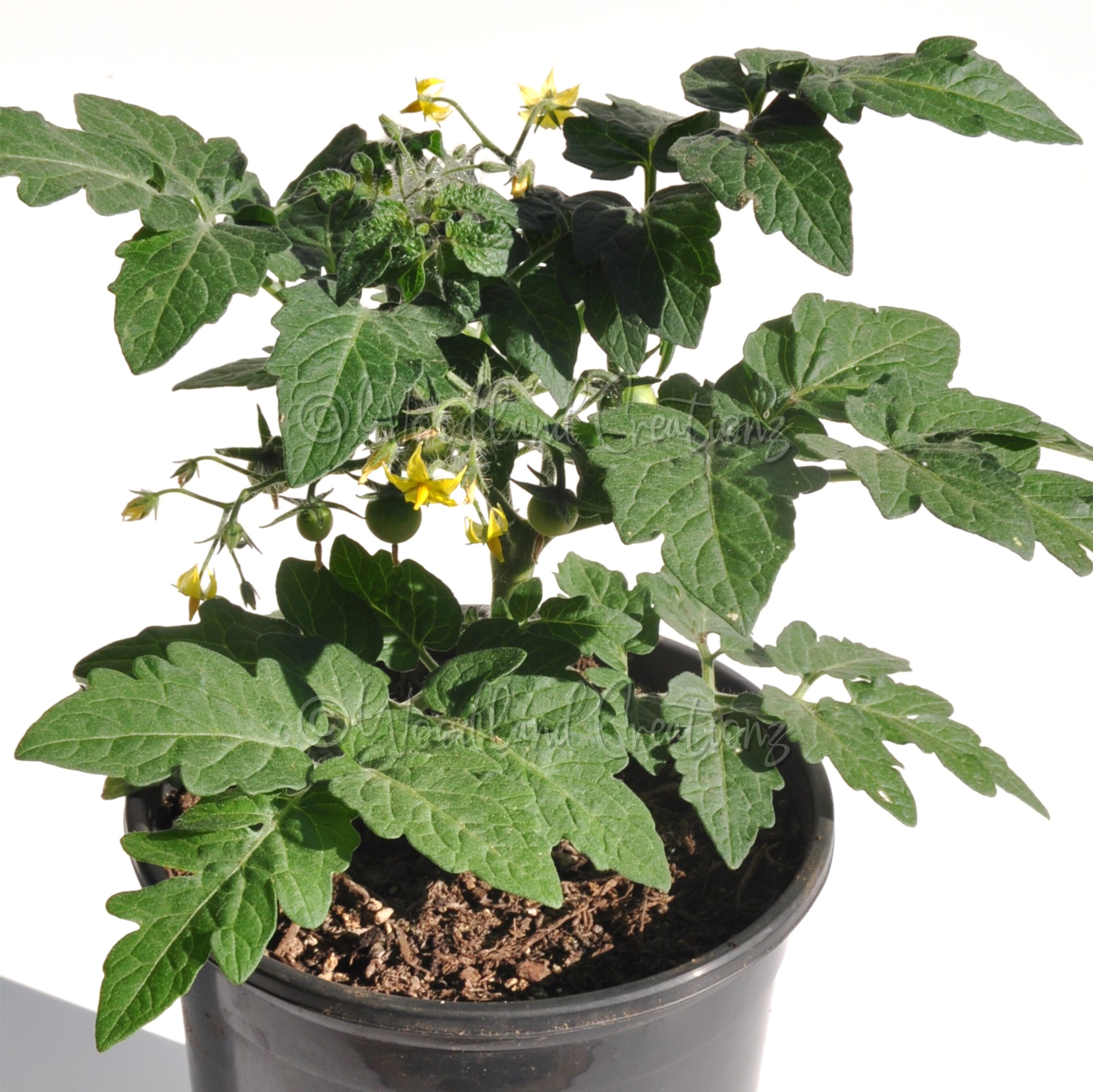 Vilma Tomato Seeds - Micro Dwarf Red Cherry Variety - Etsy