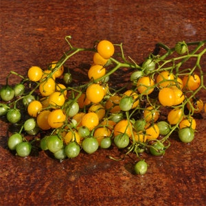 Microberry Tomato Seeds: Dwarf Yellow Cherry, Multiflora (20 Seeds) - Etsy