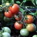 Whipper Snapper Tomato Seeds: Hanging Basket Tomato - Etsy