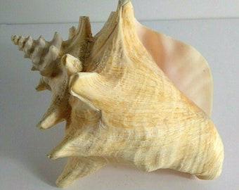 Large Conch Shell - Etsy