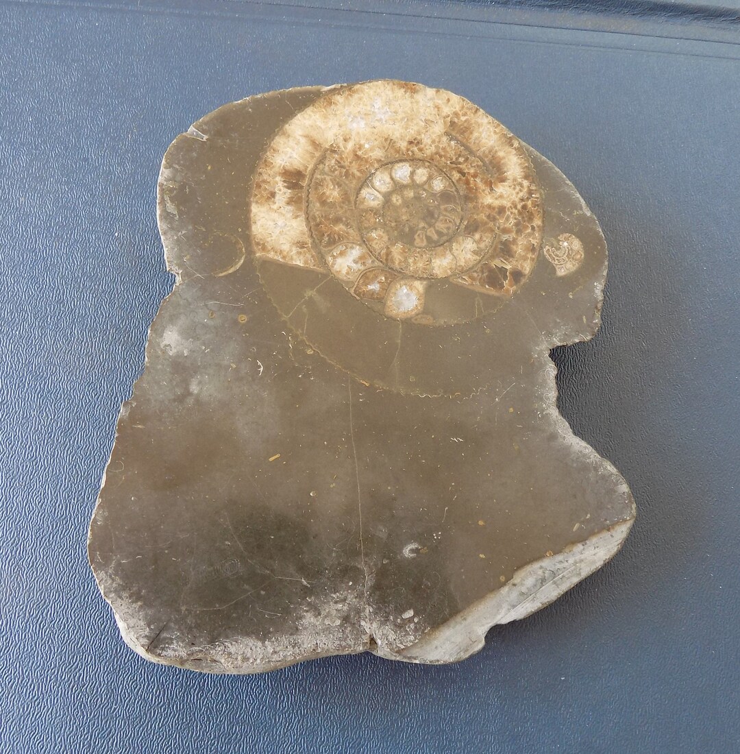 DACTYLIOCERAS AMMONITE FOSSIL Upper Lias 190 Myo Whitby Yorkshire ...