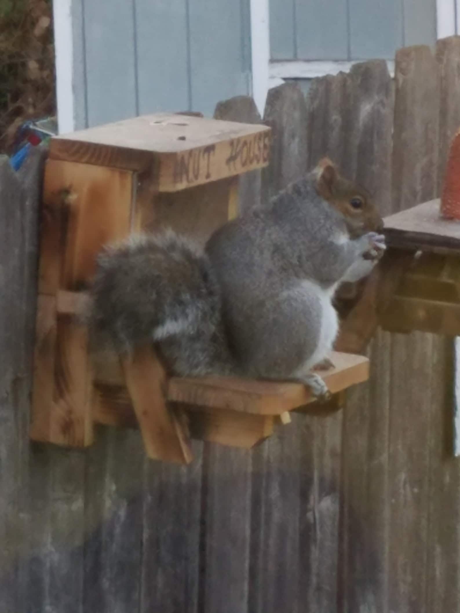 The Original Squirrel Nut House Feeder - Etsy
