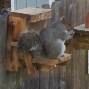 The Original Squirrel Nut House Feeder - Etsy