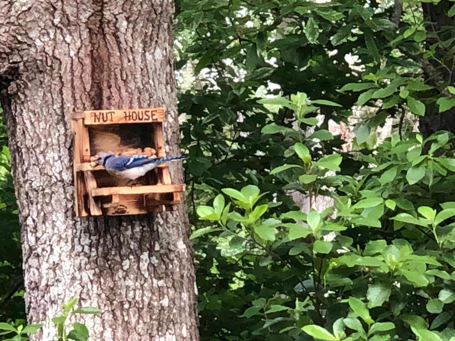 The Original Squirrel Nut House Feeder - Etsy