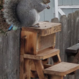 The Original Squirrel Nut House Feeder - Etsy