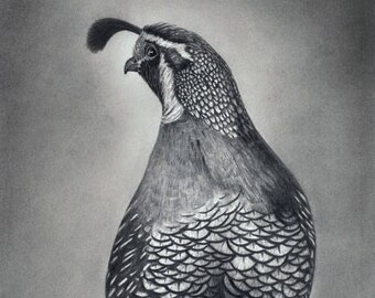 Bighorn Sheep Graphite Pencil Drawing Giclee Print Titled - Etsy